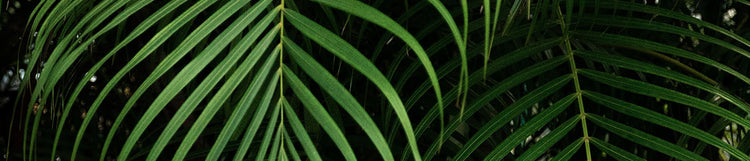 What Is the Entourage Effect With CBD? – Direct CBD Online